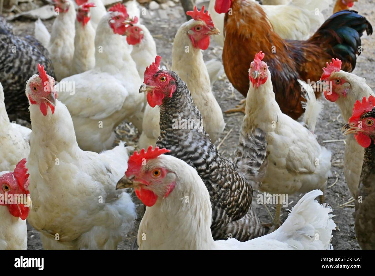 chicken, chicken farm, chickens, chicken farms Stock Photo - Alamy