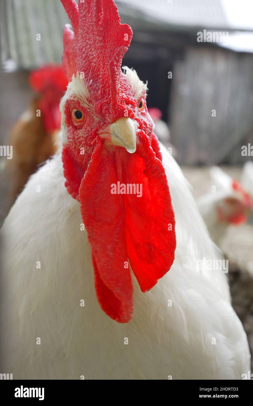 Rooster days hi-res stock photography and images - Alamy