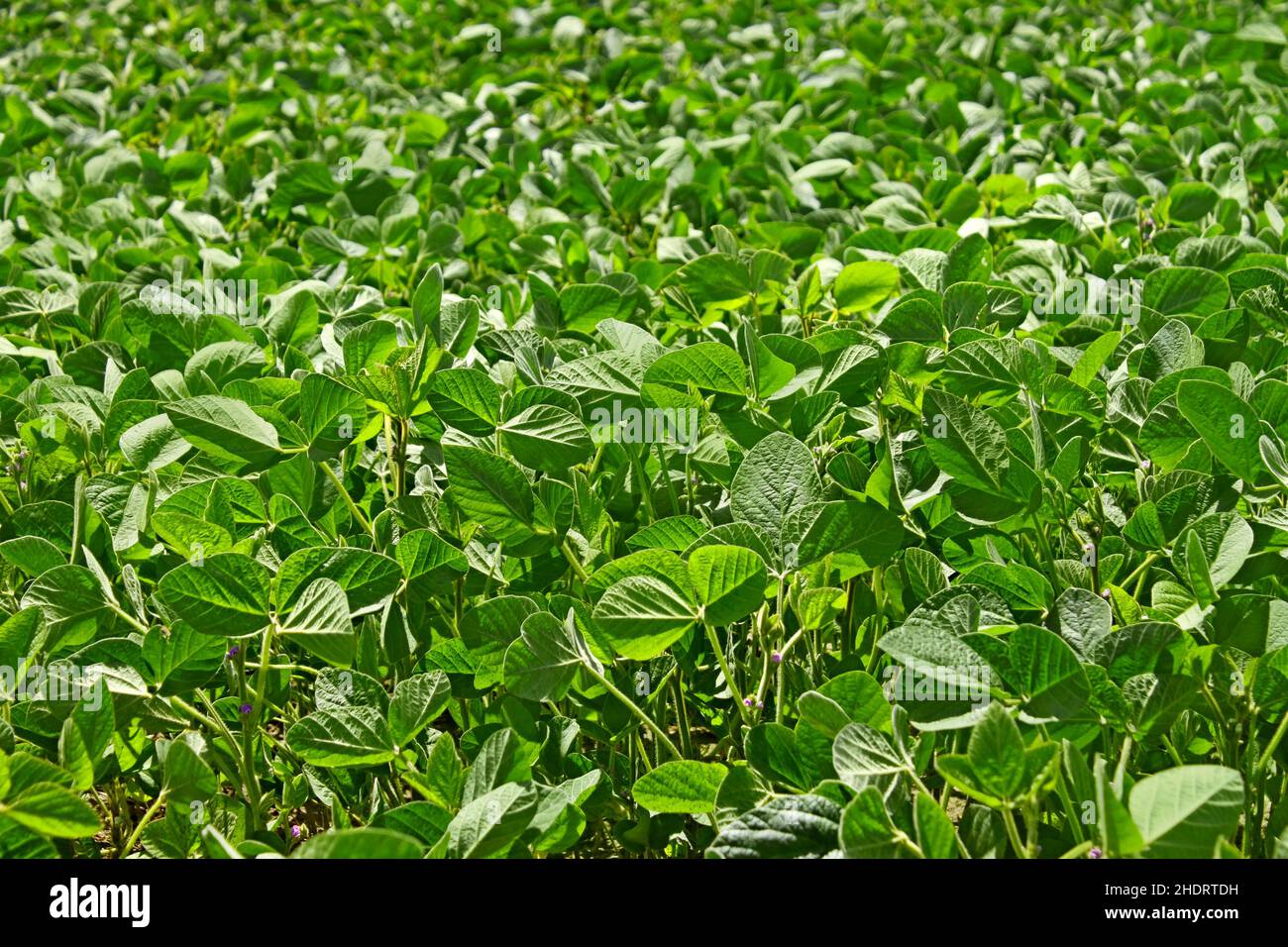 Field soybean fields soybeans hi-res stock photography and images - Alamy