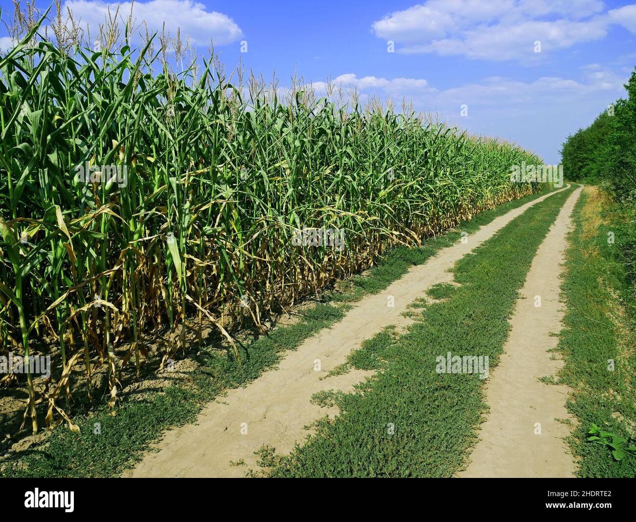 dirt, maize field, dirts, filths, cornfields Stock Photo - Alamy