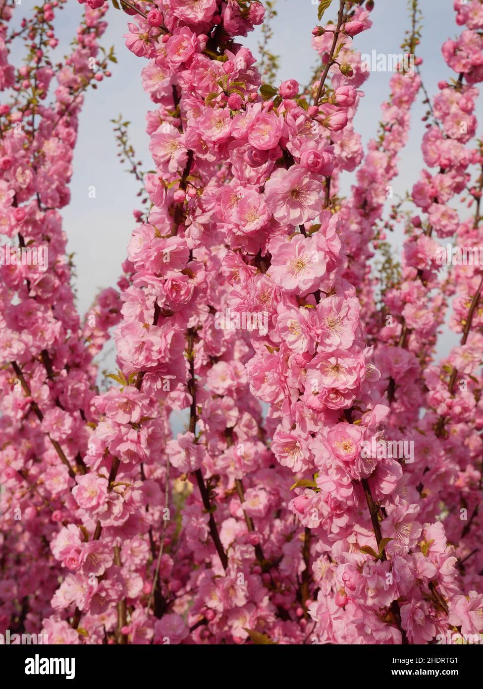 japanese cherry trees, japanese cherry tree Stock Photo - Alamy