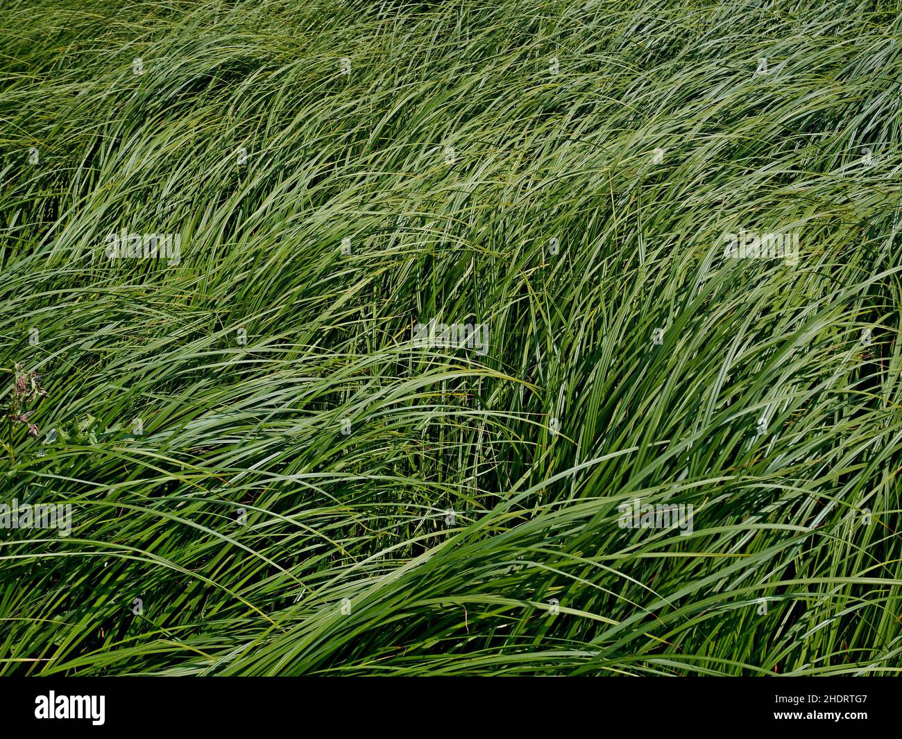 Sedge grass meadows hi-res stock photography and images - Alamy