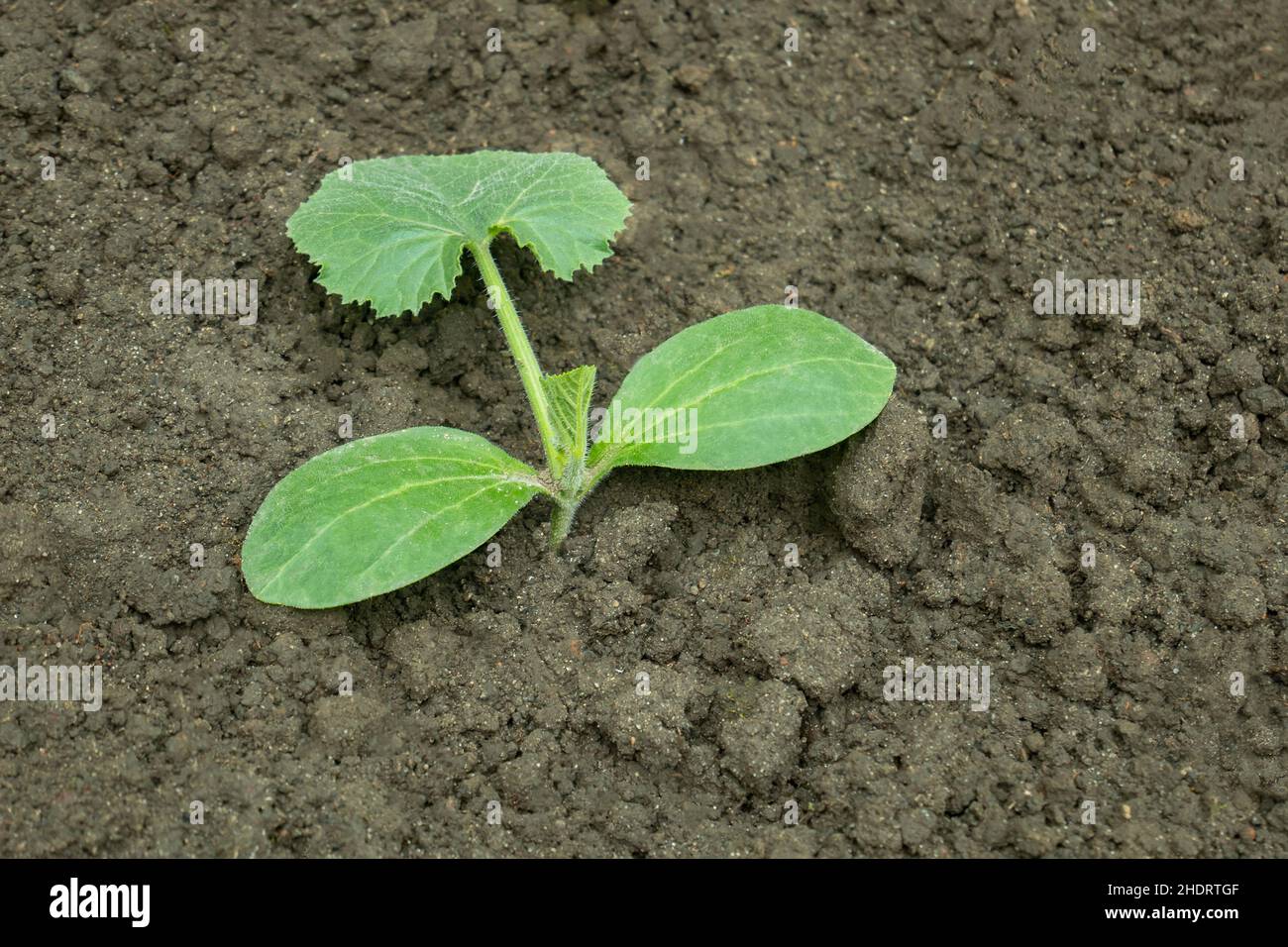 seedling, sprout, sowing, pumpkin plant, sapling, seedlings, sprouts ...
