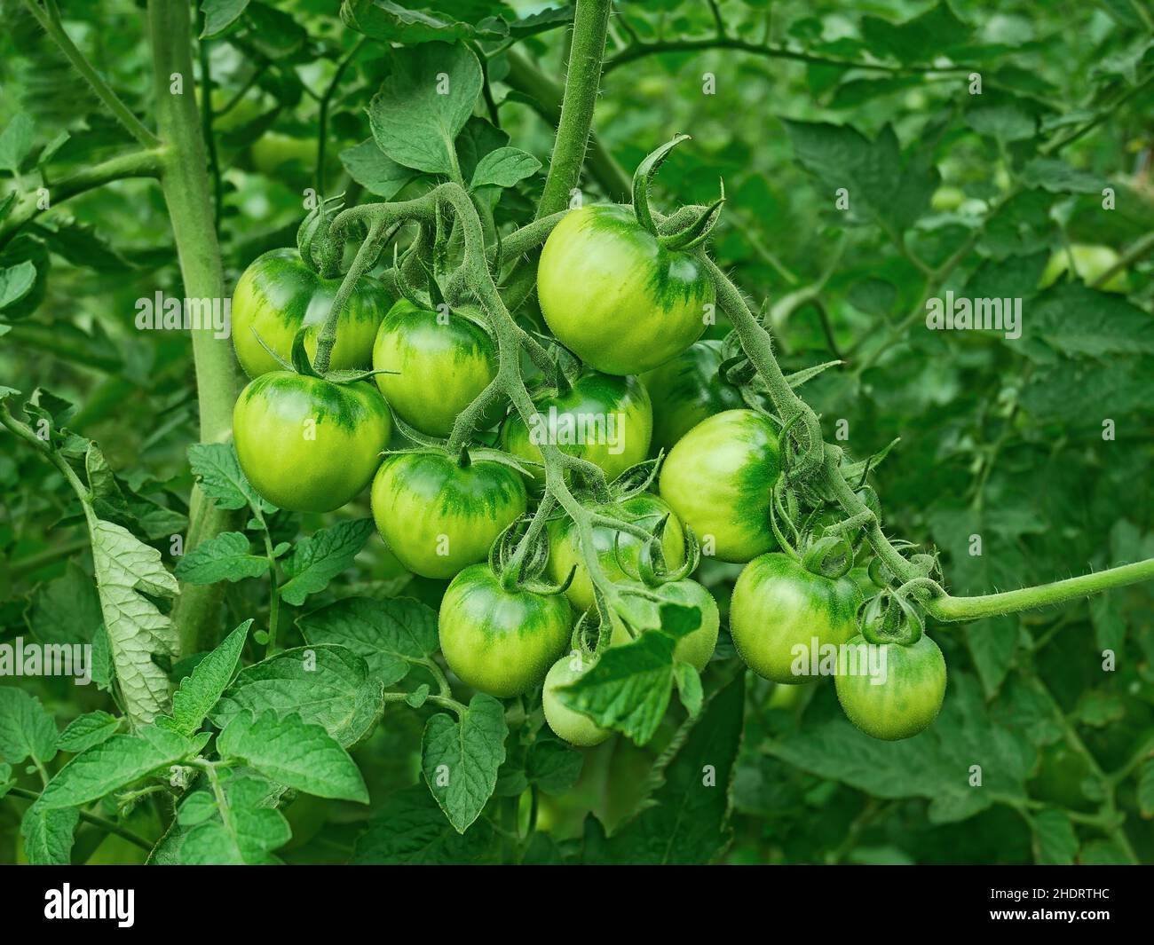 tomatoes, unripe, tomato plant, tomato, unripes, tomato plants Stock ...