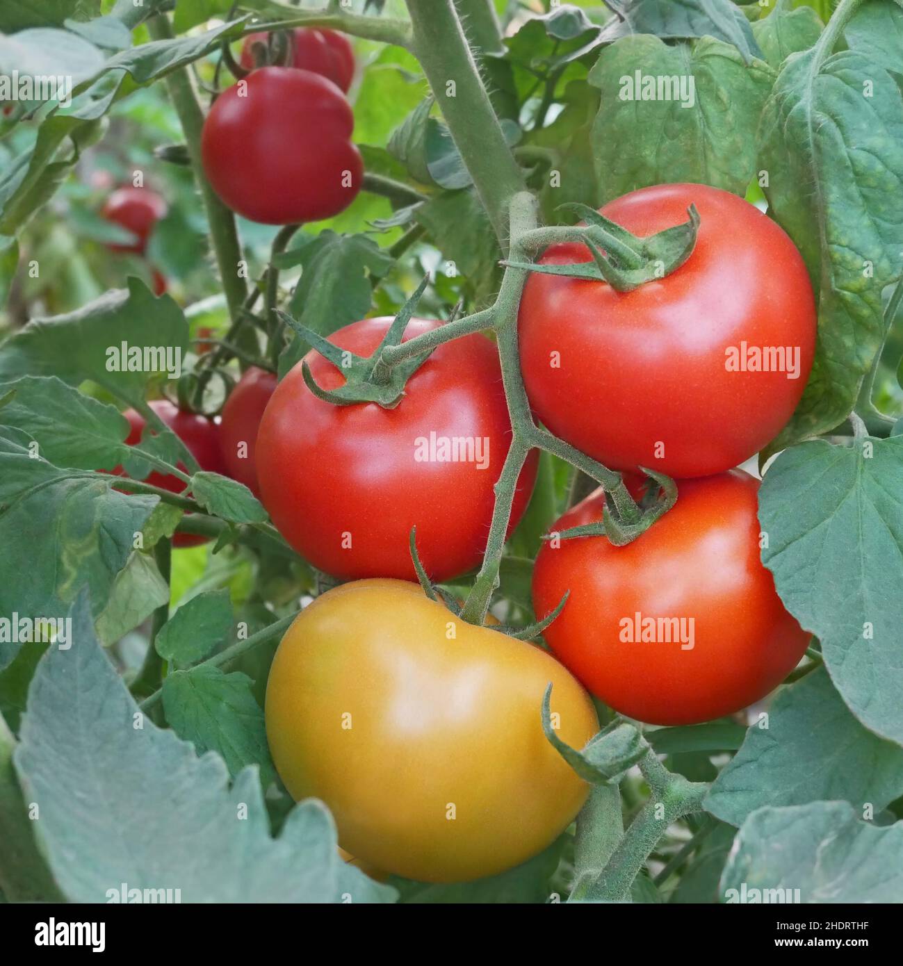 tomatoes, tire, tomato plant, tomato, tires, tyre, tyres, wheel, wheels ...