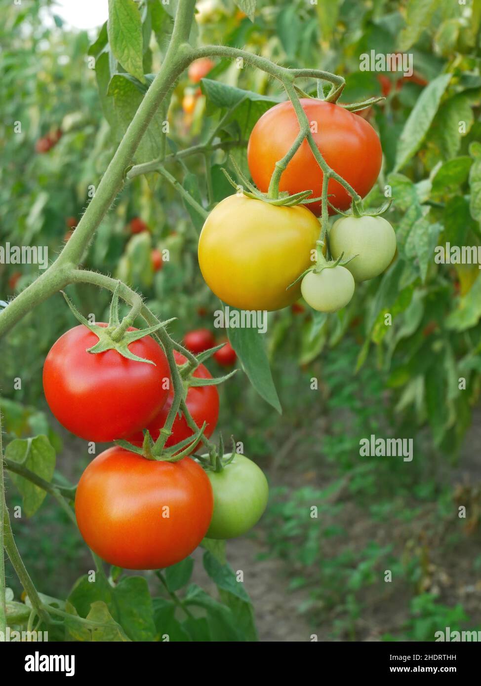 tomatoes, tire, tomato plant, tomato, tires, tyre, tyres, wheel, wheels ...