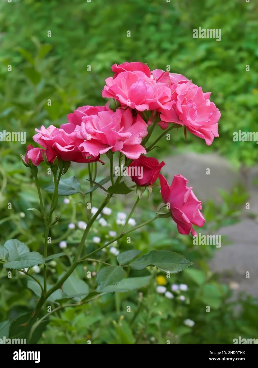 rose, ornamental plant, flower garden, roses, flower bed, flower ...