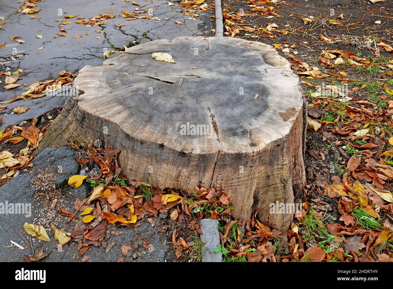 asphalt, tree stump, cracks, asphalts, tree stumps, crack Stock Photo ...
