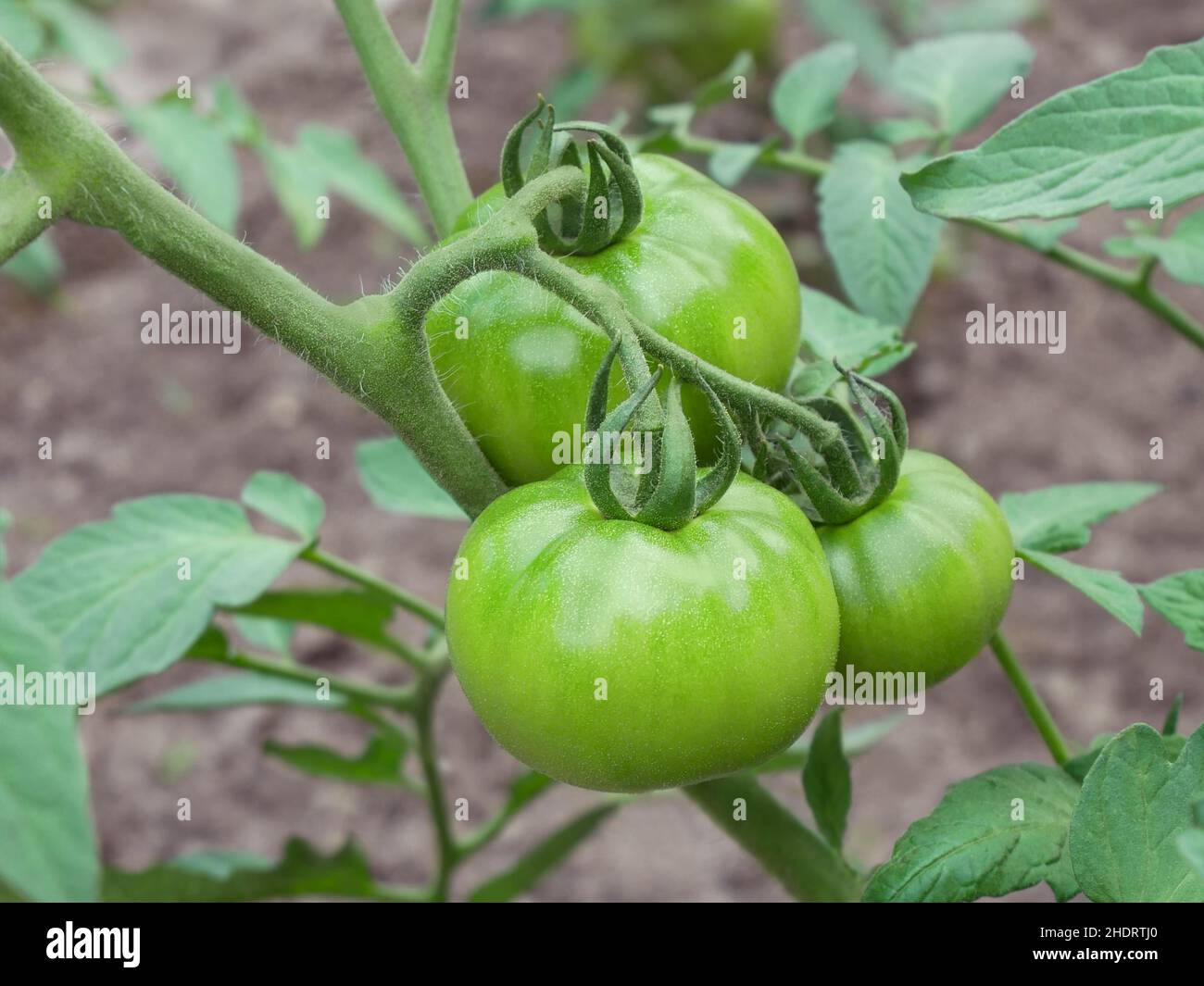tomato, unripe, tomatoe, tomatoes, tomatos, unripes Stock Photo - Alamy