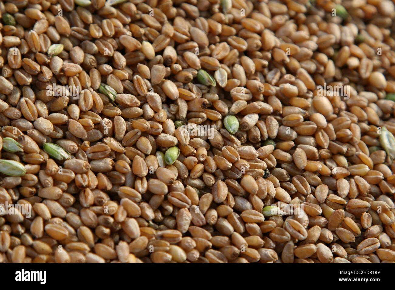 wheat grains, cereal grains, wheat grain, cereal grain Stock Photo - Alamy