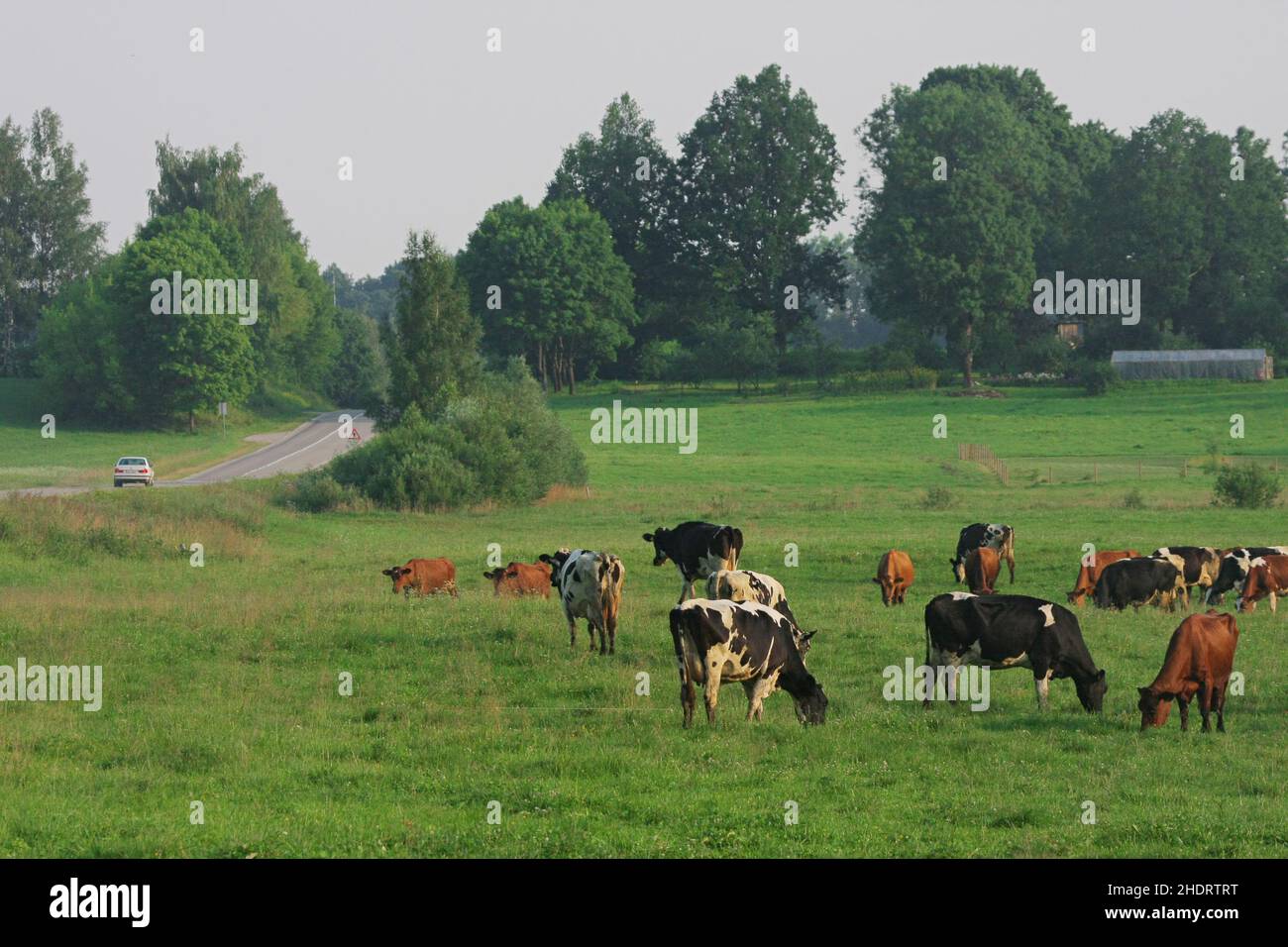 cow herd, cows, herds, cow Stock Photo - Alamy