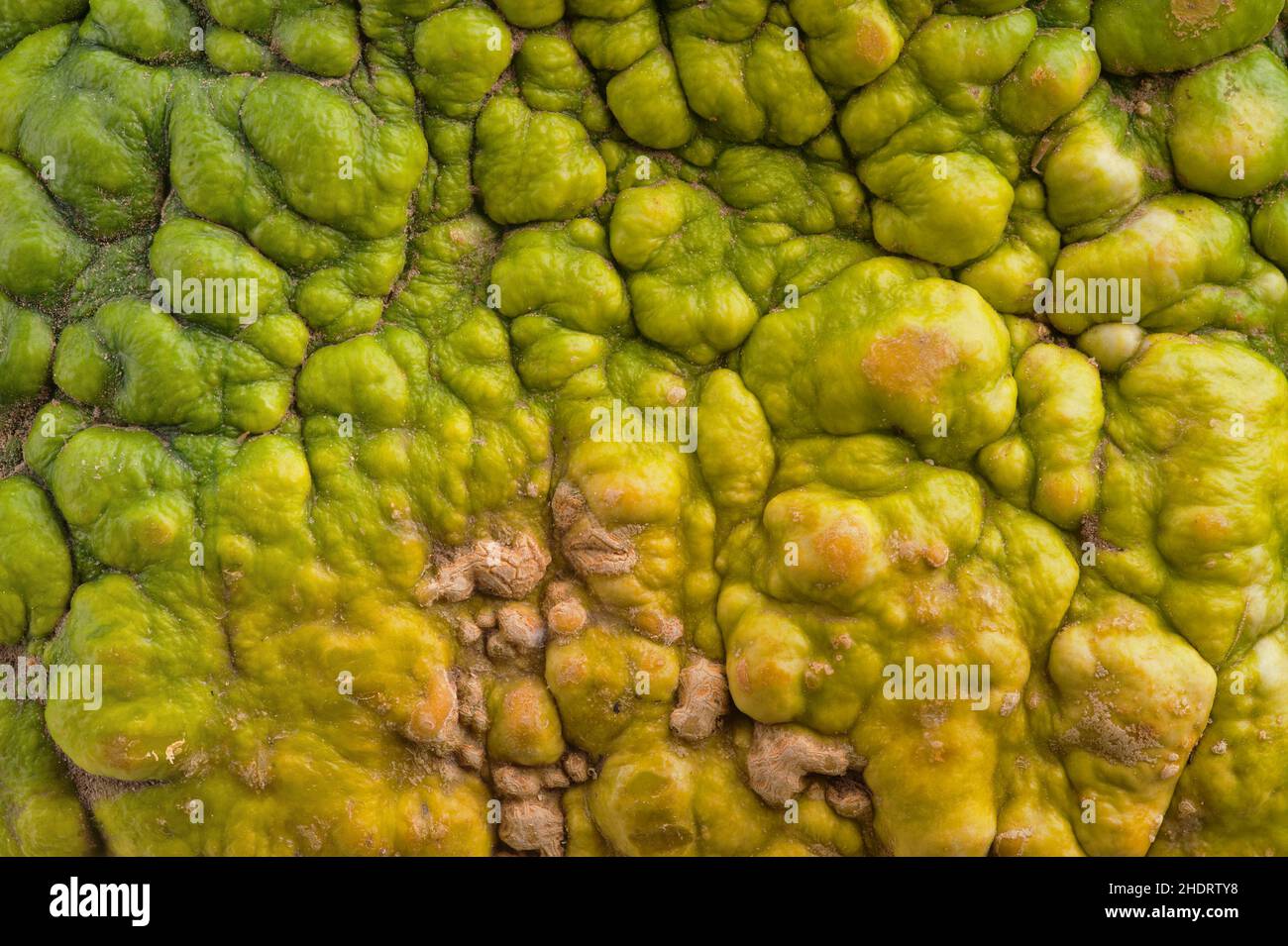 structure, squash, structures, squashs Stock Photo - Alamy