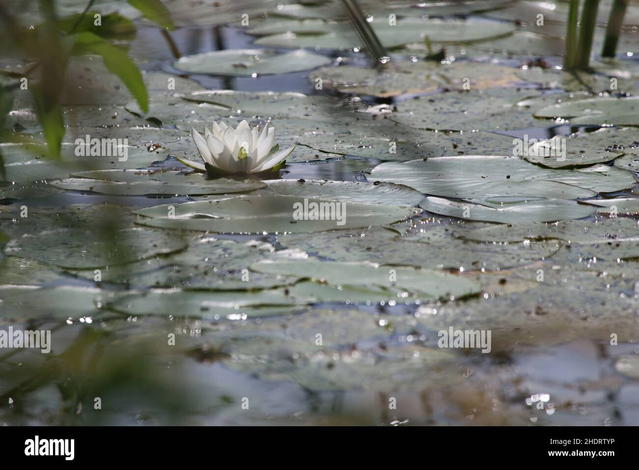 water lily, water lilies, waterlilie, waterlilies Stock Photo - Alamy