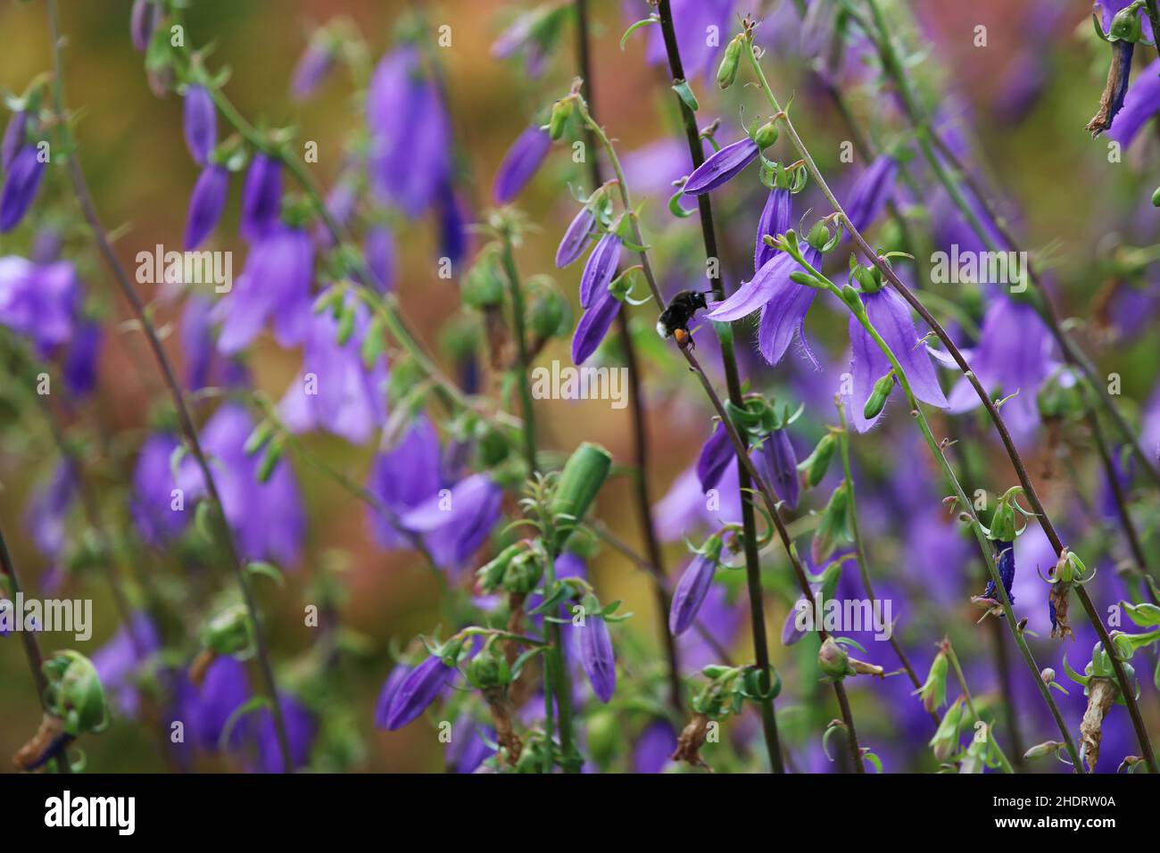 bee, gland bellflower, bees, ladybells Stock Photo - Alamy