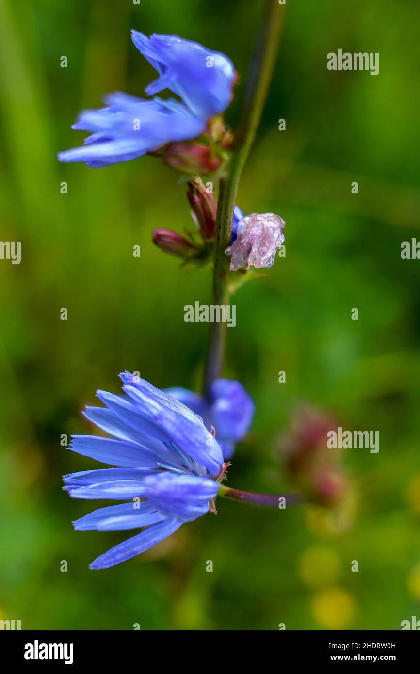 chicory, common chicory, chiccory, chicories, endive Stock Photo - Alamy