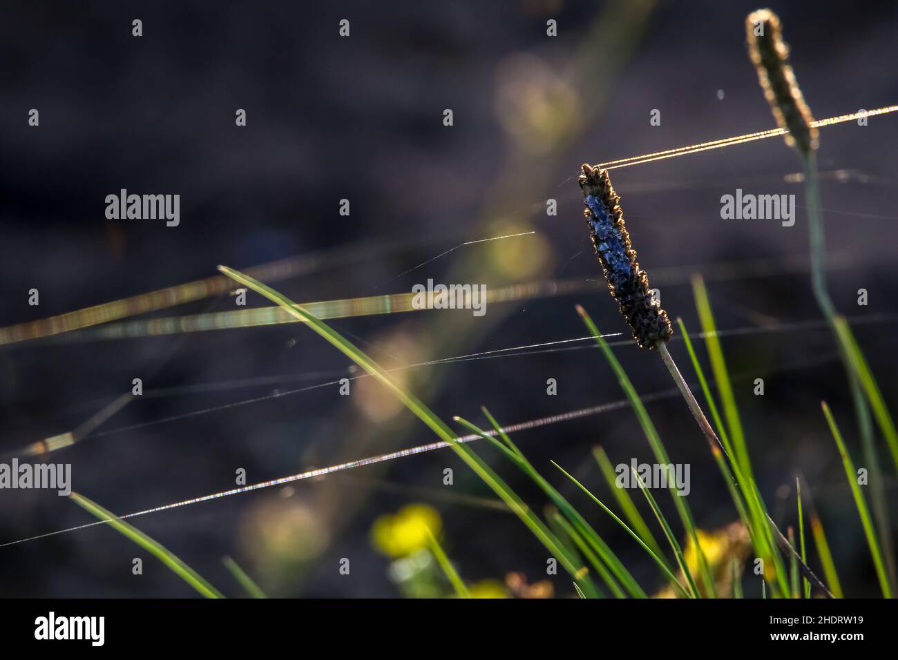 Filigrees High Resolution Stock Photography and Images - Alamy