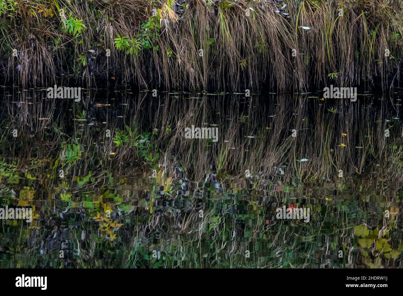 water reflection, planting, water reflections Stock Photo - Alamy