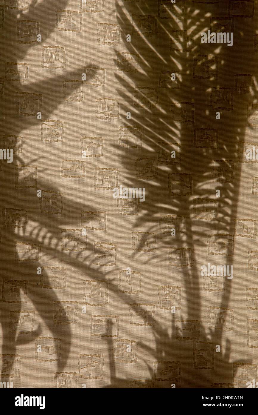 shadow, houseplant, shadows, houseplants Stock Photo - Alamy