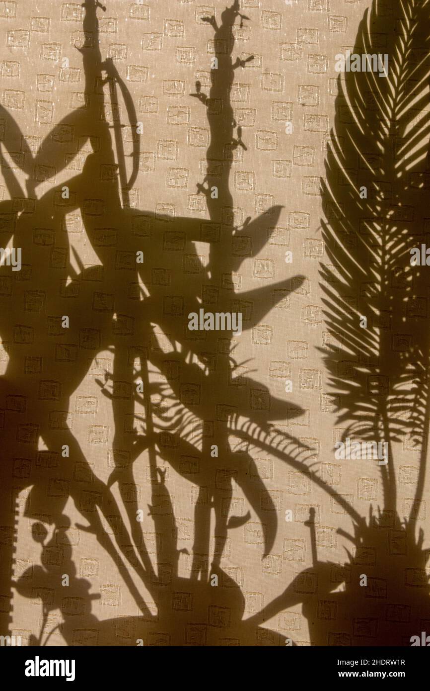 Shadow houseplants hi-res stock photography and images - Alamy