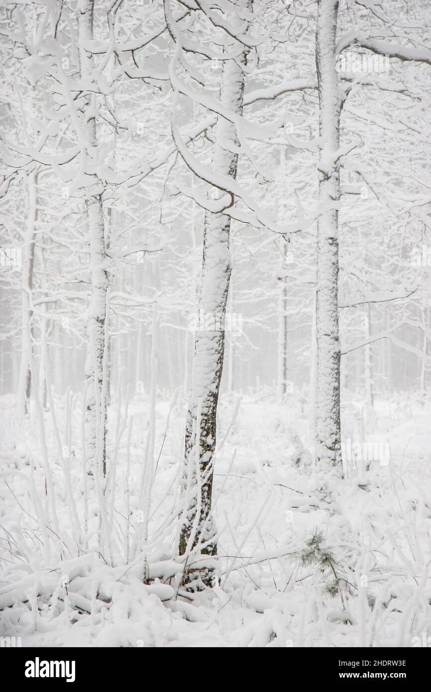 winter, trees, snowy, winters, tree, snowies Stock Photo - Alamy