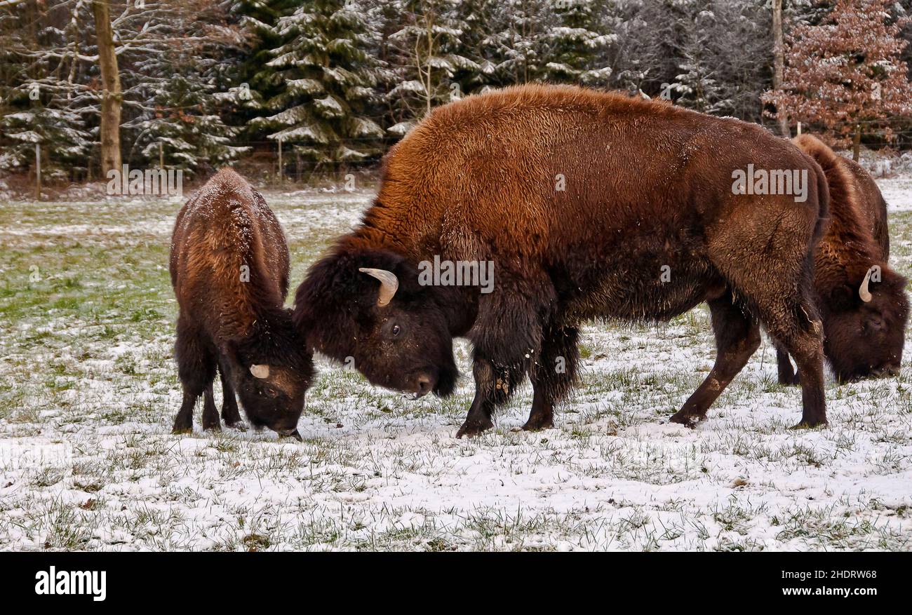 bison, bisons, buffalo Stock Photo - Alamy