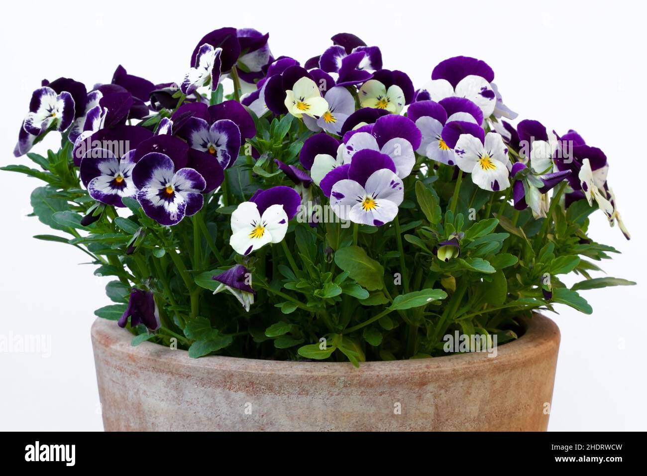 horn viola, violas Stock Photo - Alamy