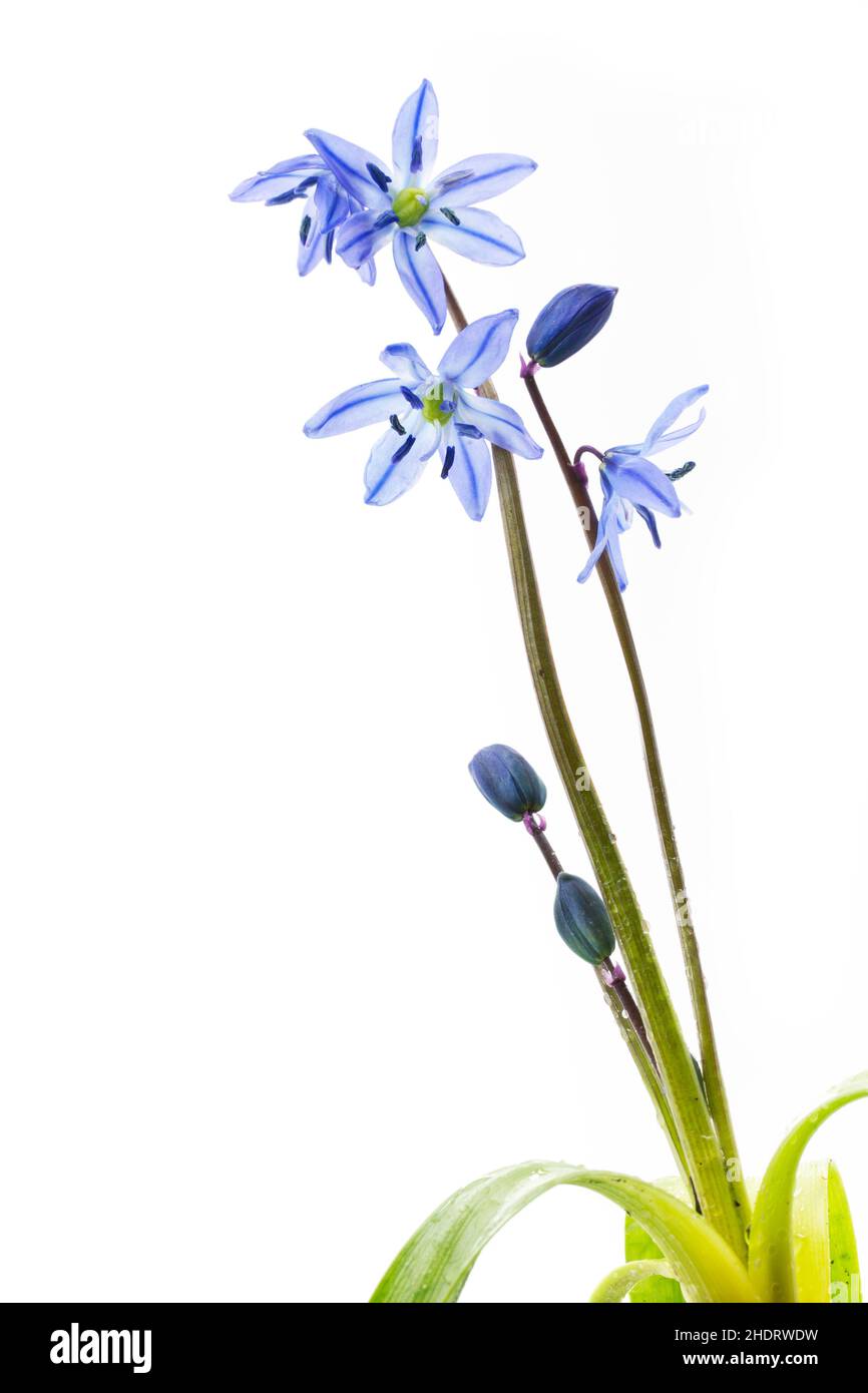 spring flower, squill, spring flowers, squills Stock Photo - Alamy