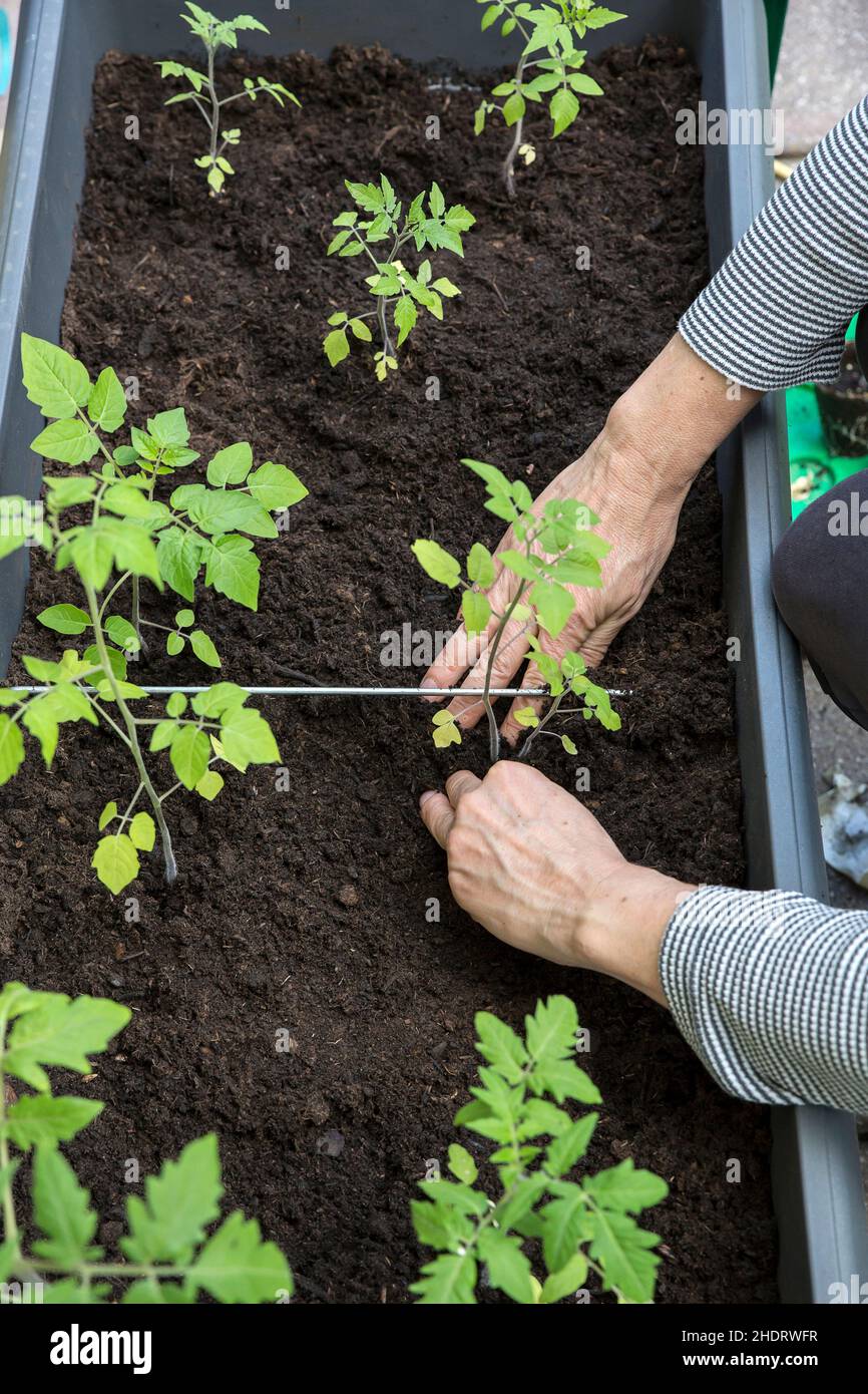tomato plant, planting, tomato plants, grafting Stock Photo - Alamy