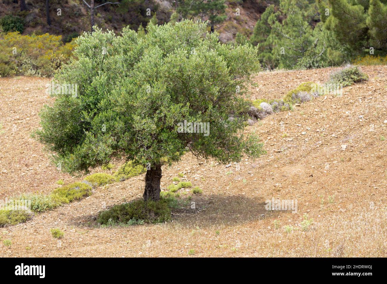 greece, olive tree, greeces, olive trees Stock Photo - Alamy