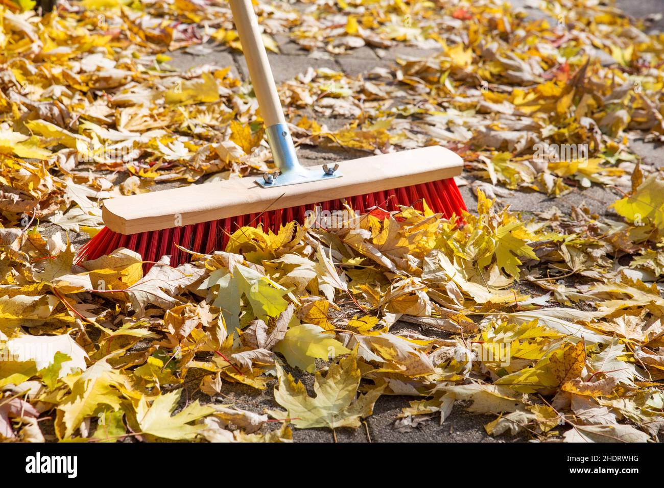 autumn leaves, gardening, leaf pile, leaf, plant care, tending of ...