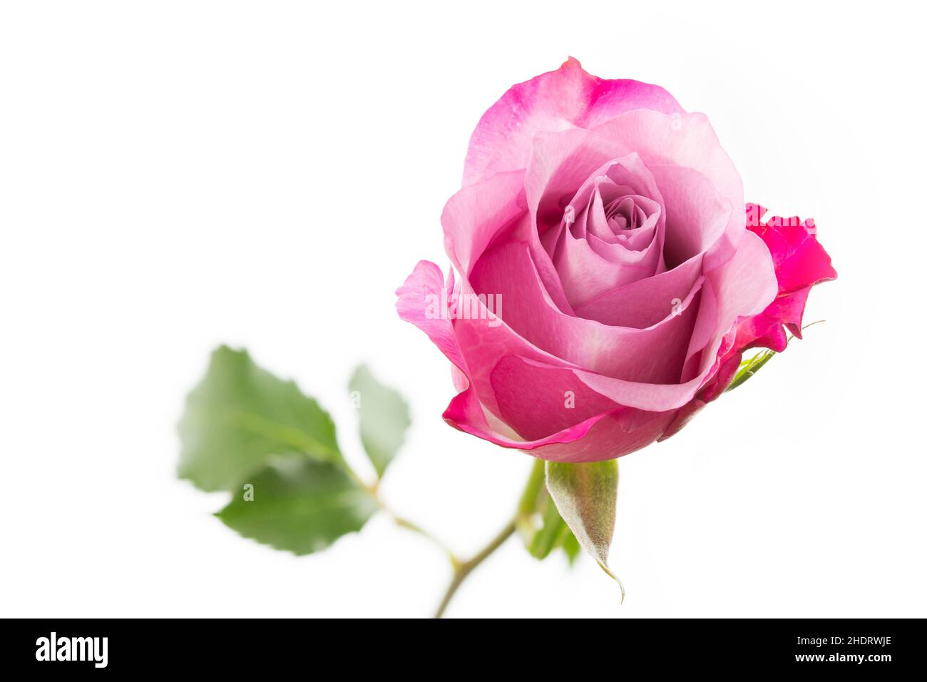 Warm petals Cut Out Stock Images & Pictures - Alamy