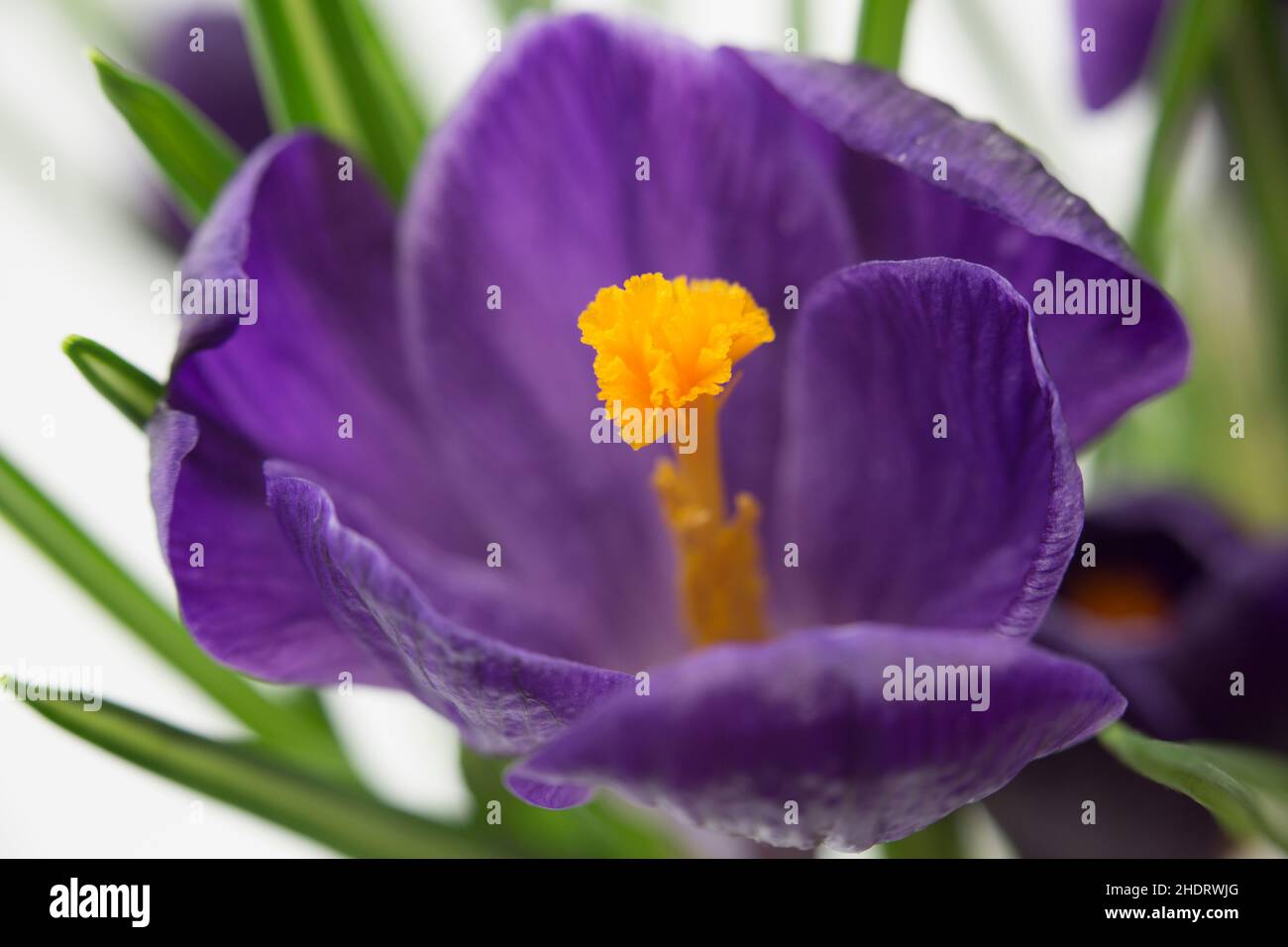 crocus, crocus flower, crocus flowers Stock Photo - Alamy