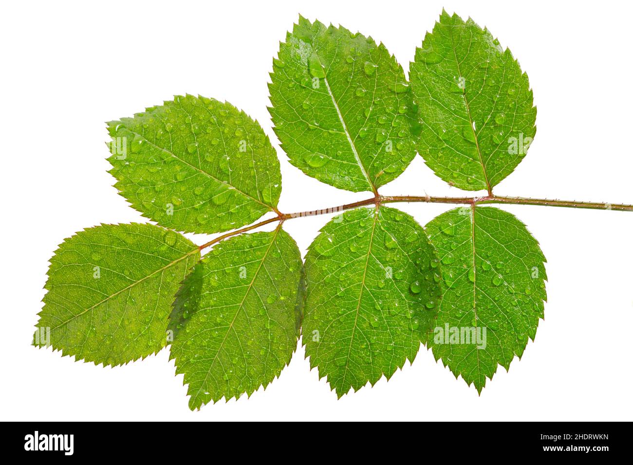 Rose with stem leaves hi-res stock photography and images - Alamy