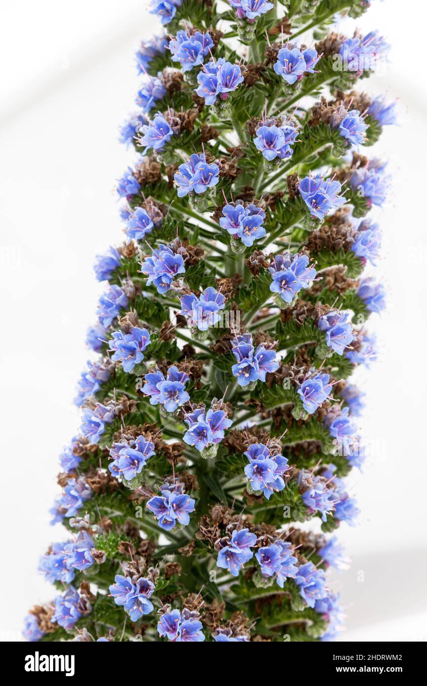Echiums plants hi-res stock photography and images - Alamy