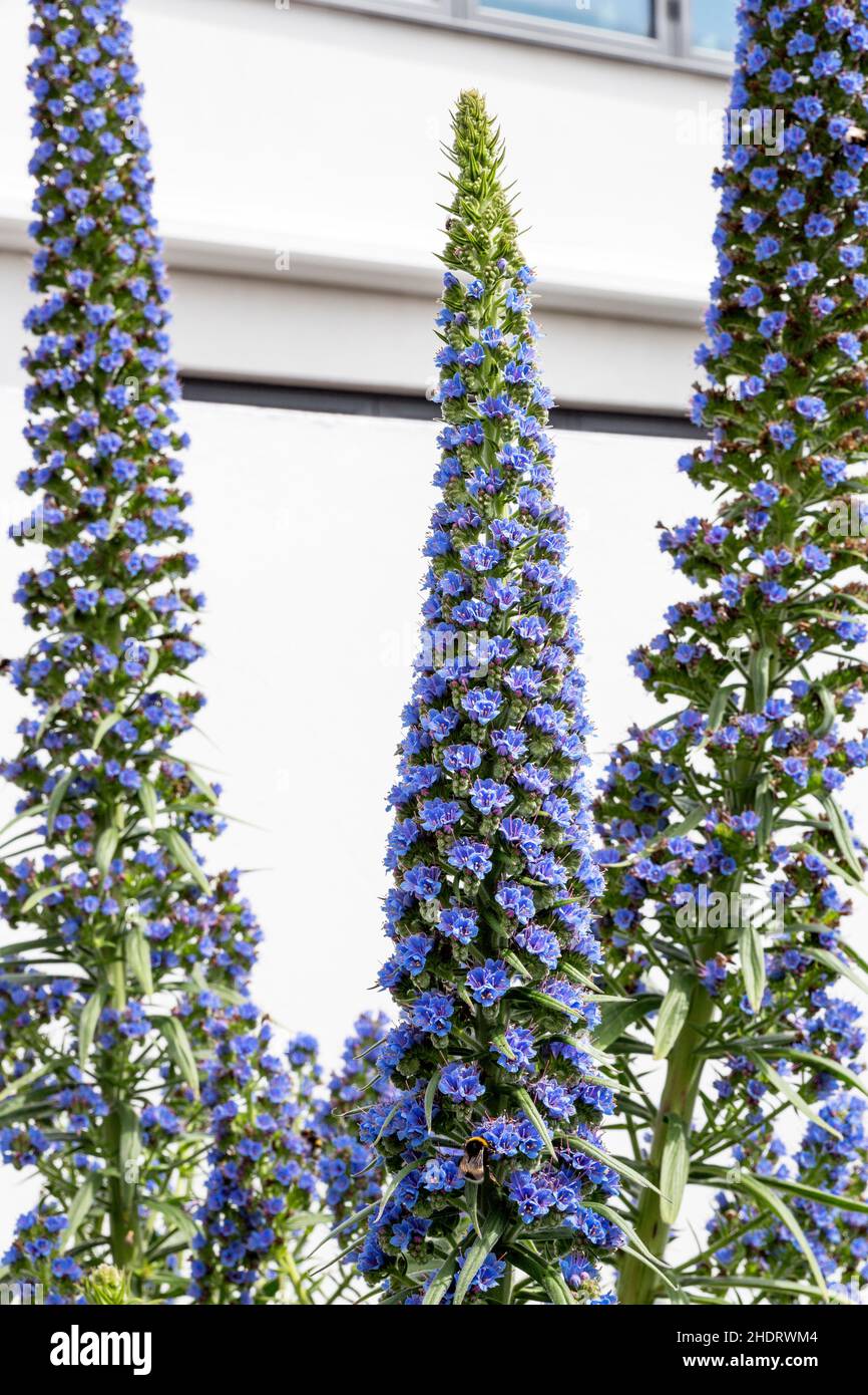 giant head natter Stock Photo - Alamy