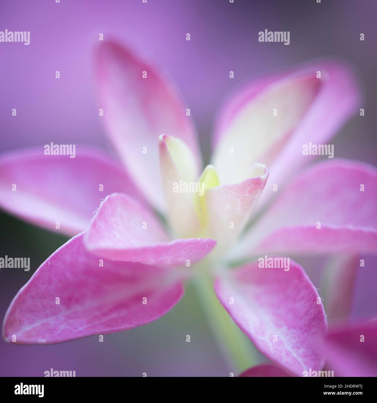 Hydrangea blossom flower hi-res stock photography and images - Alamy