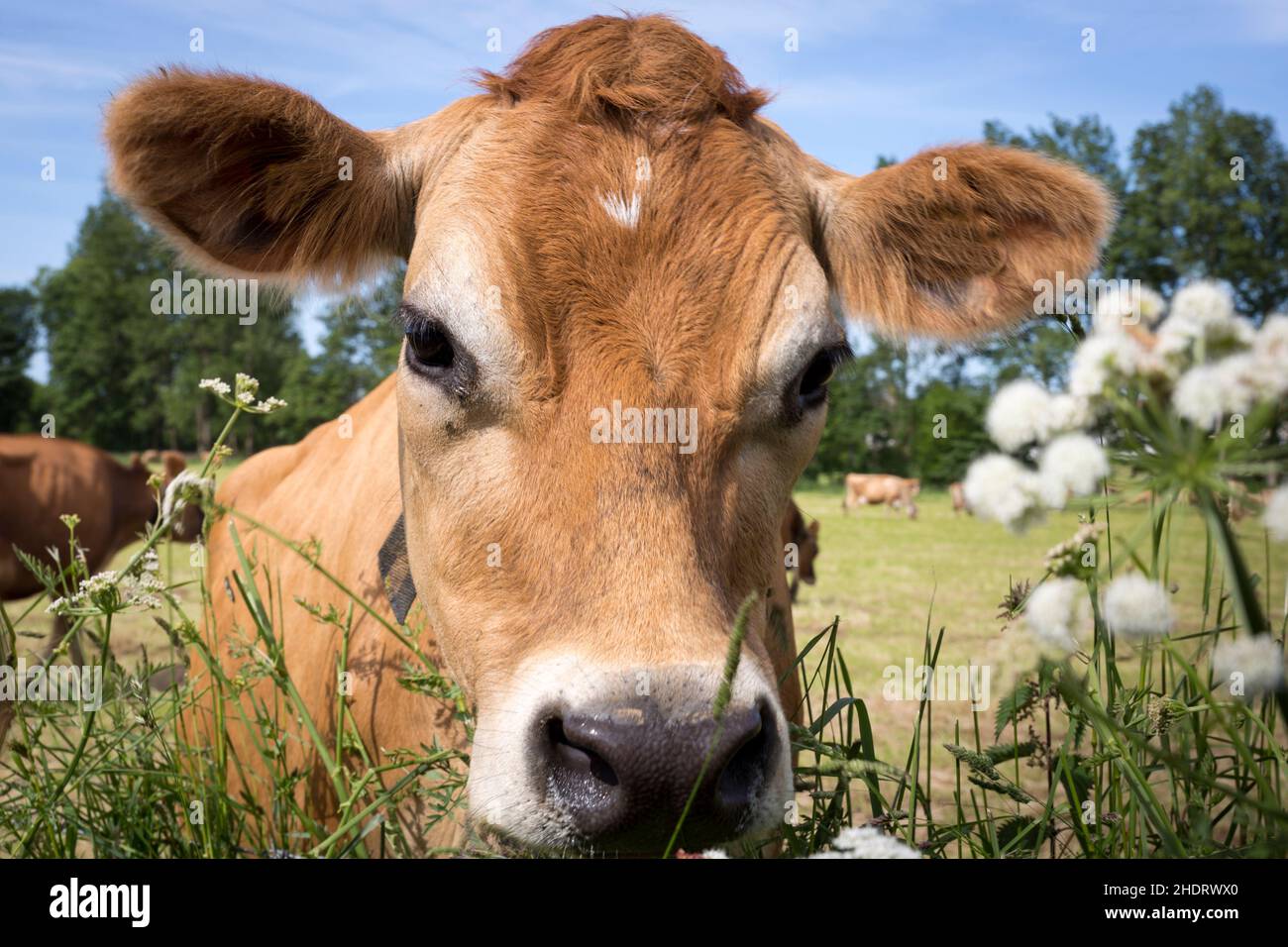 Jersey cow channel islands hi-res stock photography and images - Alamy
