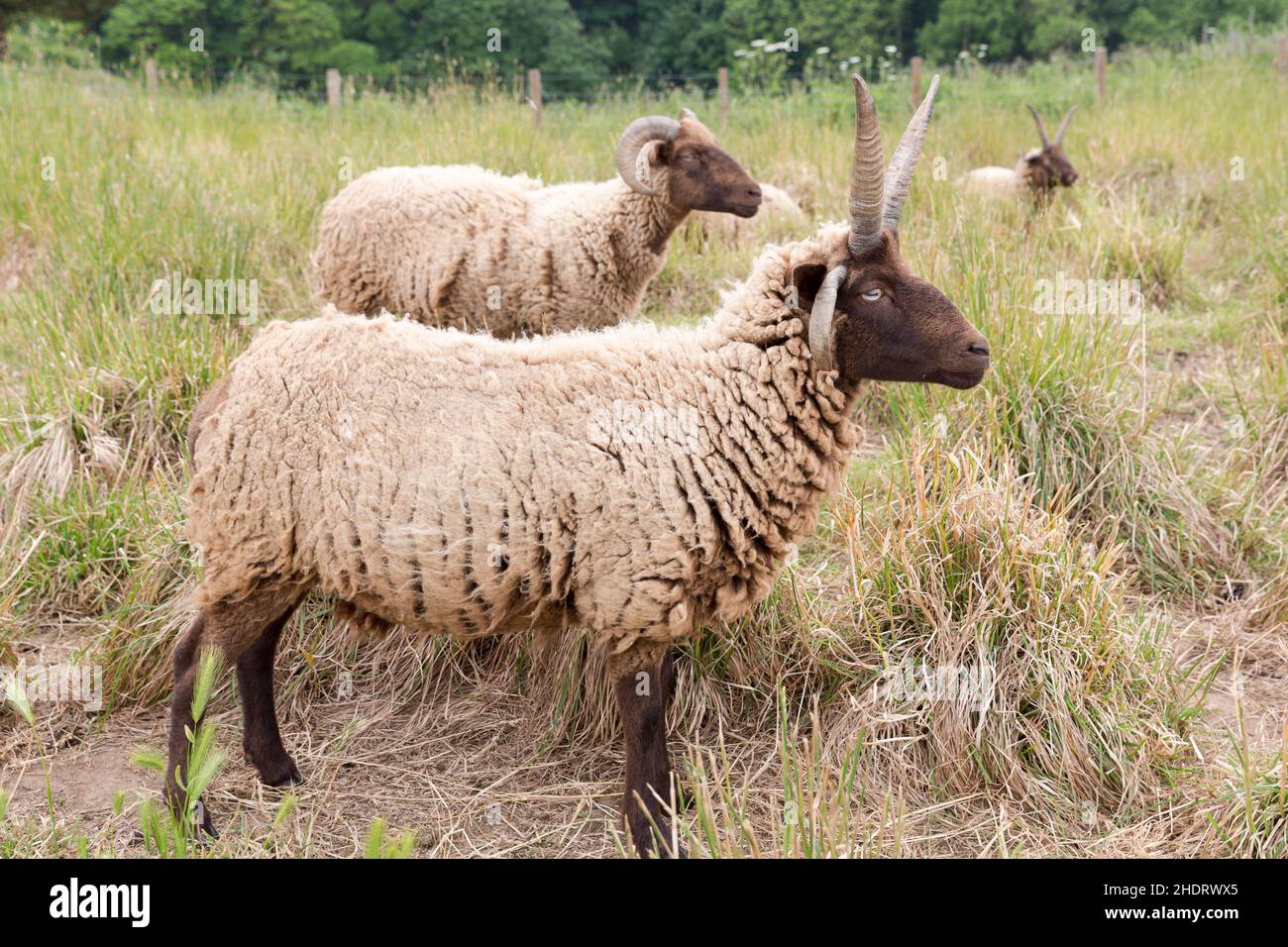 Sheep's horns hi-res stock photography and images - Alamy