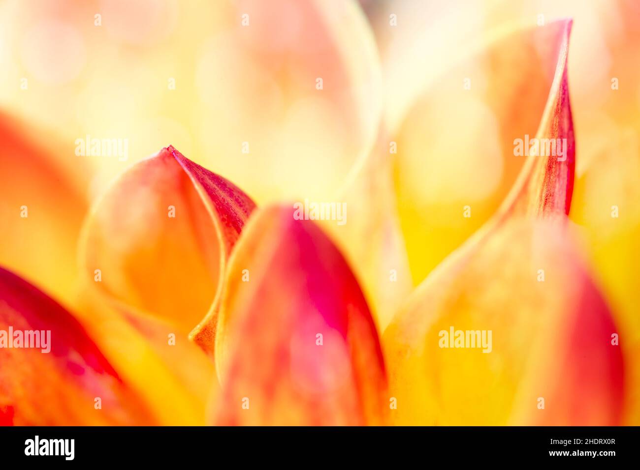 structure, floral, structures, florals Stock Photo - Alamy
