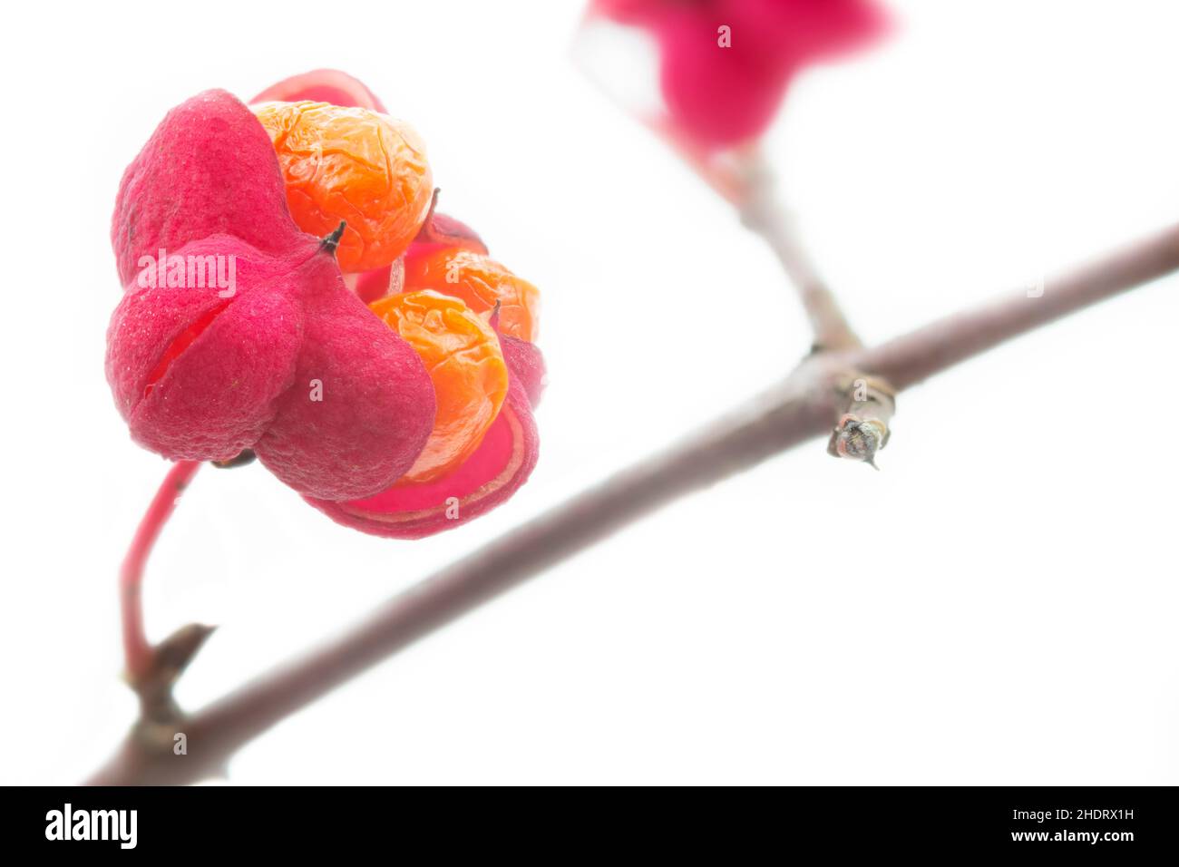 poisonous plants, shrub, shrubs Stock Photo - Alamy