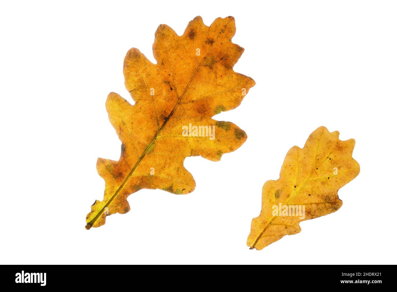 2 leaves hi-res stock photography and images - Alamy