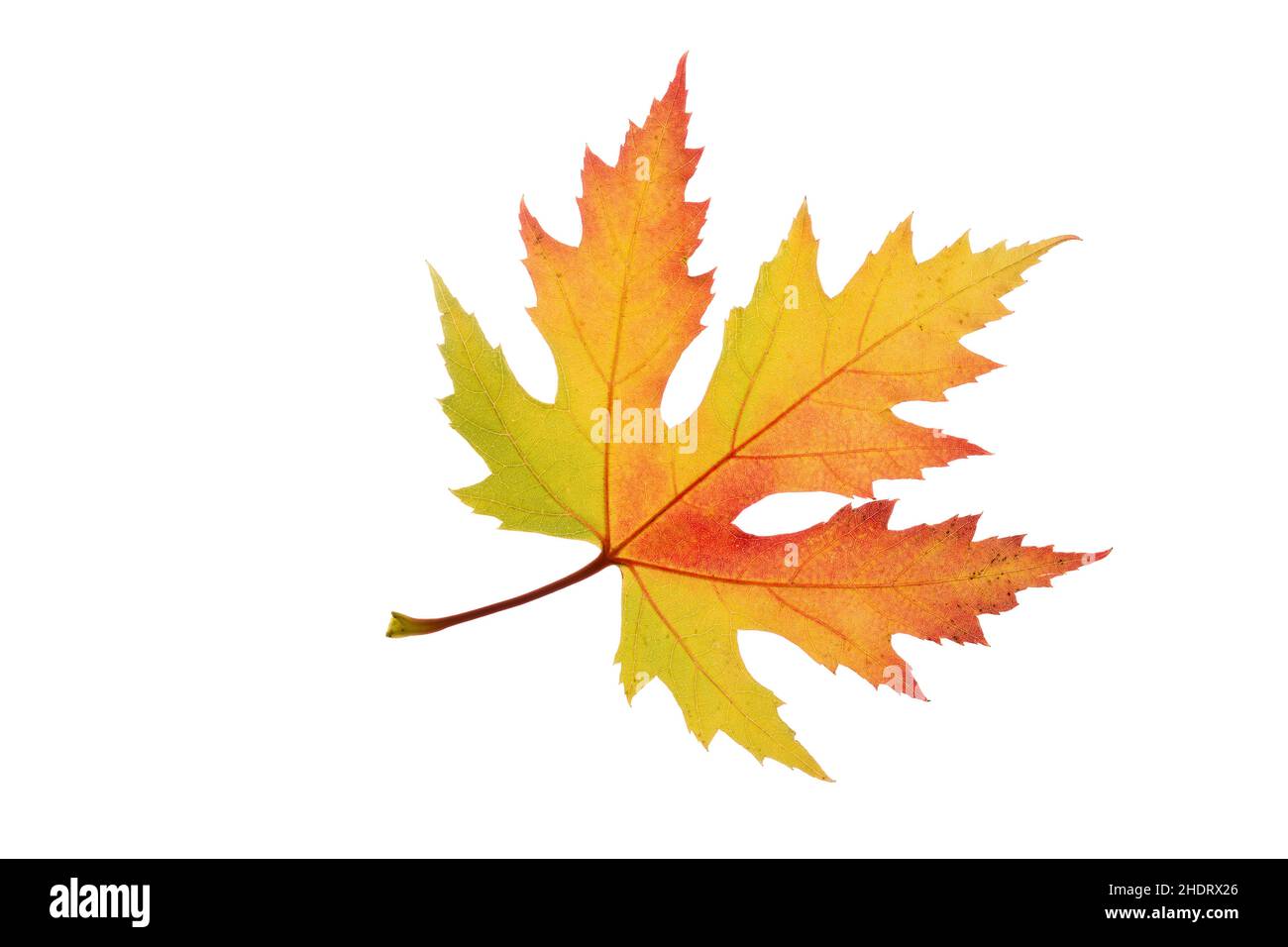 maple tree, autumn colors, maple trees, fall Stock Photo - Alamy