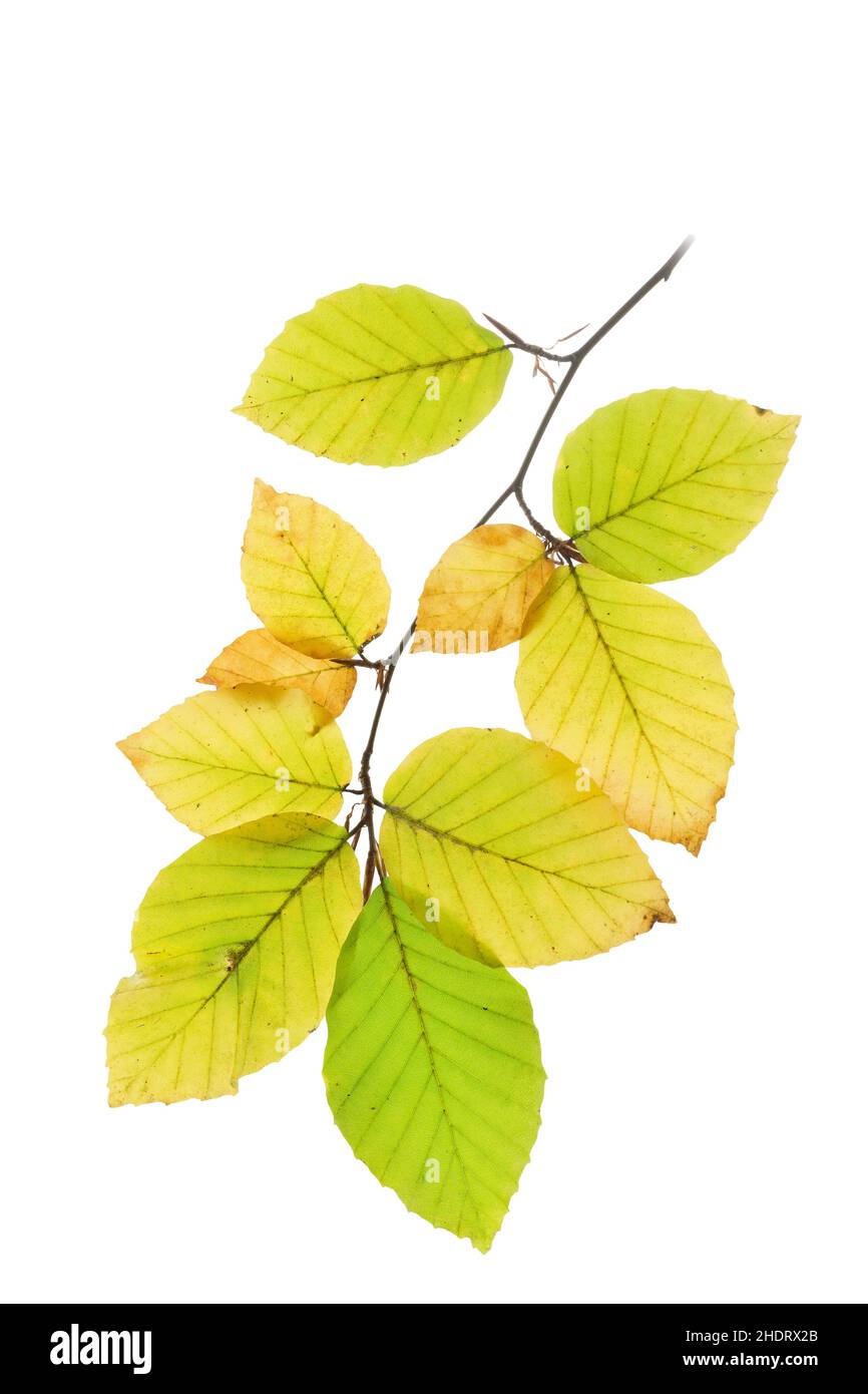 Beech tree vertical Cut Out Stock Images & Pictures - Alamy