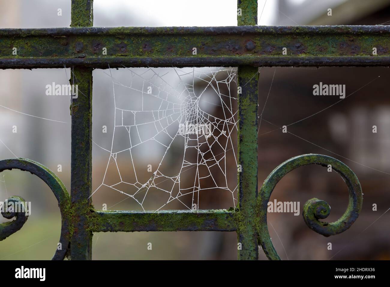 Spider square hi-res stock photography and images - Alamy