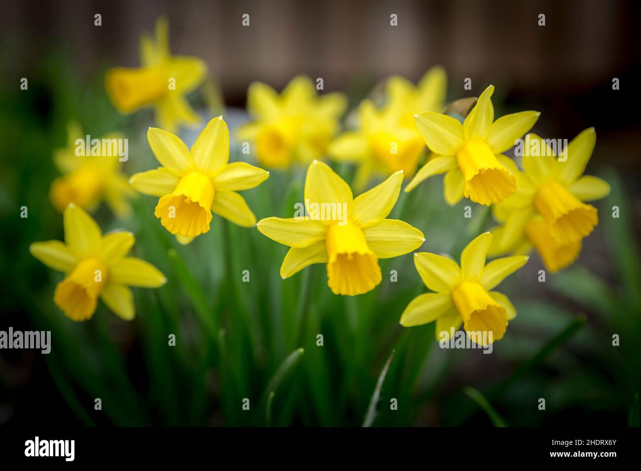 easter daffodils, daffodils, daffodil Stock Photo - Alamy