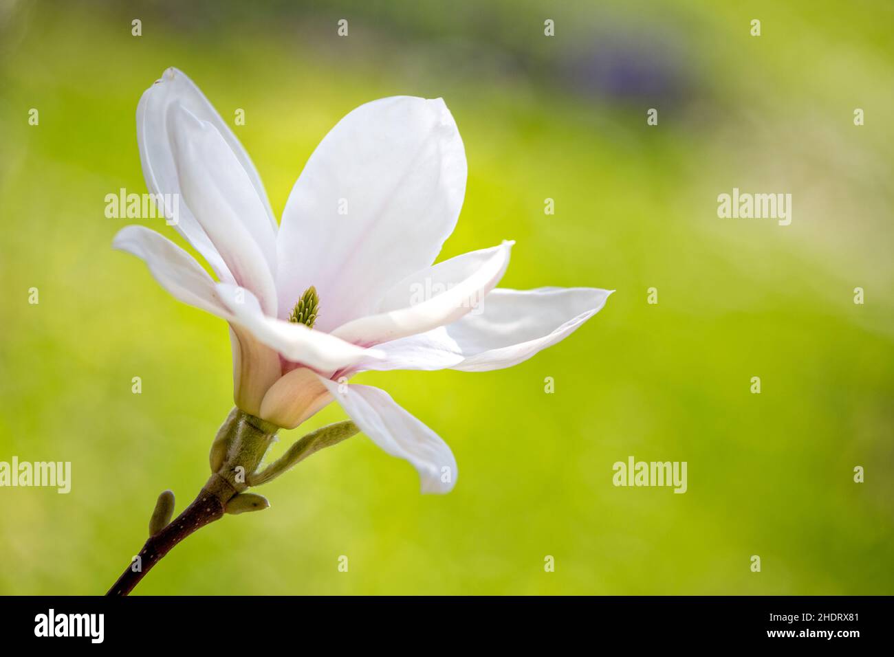 rubber stamp, magnolia flower, rubber stamps, magnolia flowers Stock ...