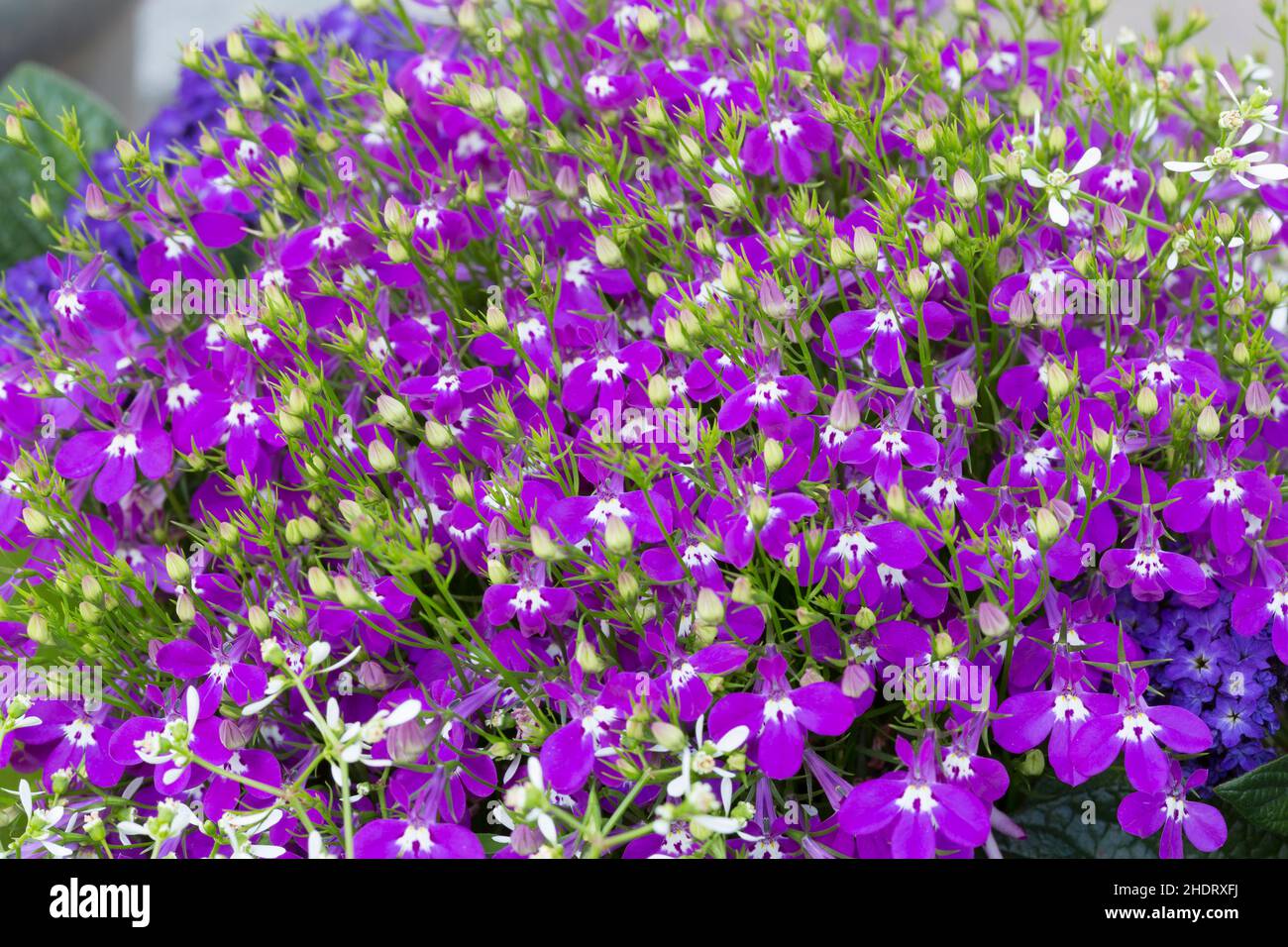 garden lobelia, garden lobelias Stock Photo - Alamy