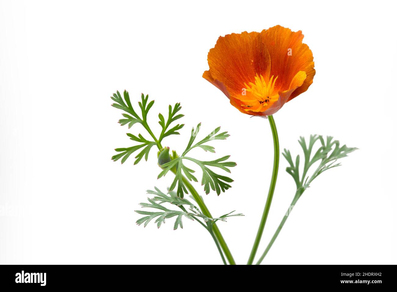 california poppy, california poppies Stock Photo - Alamy
