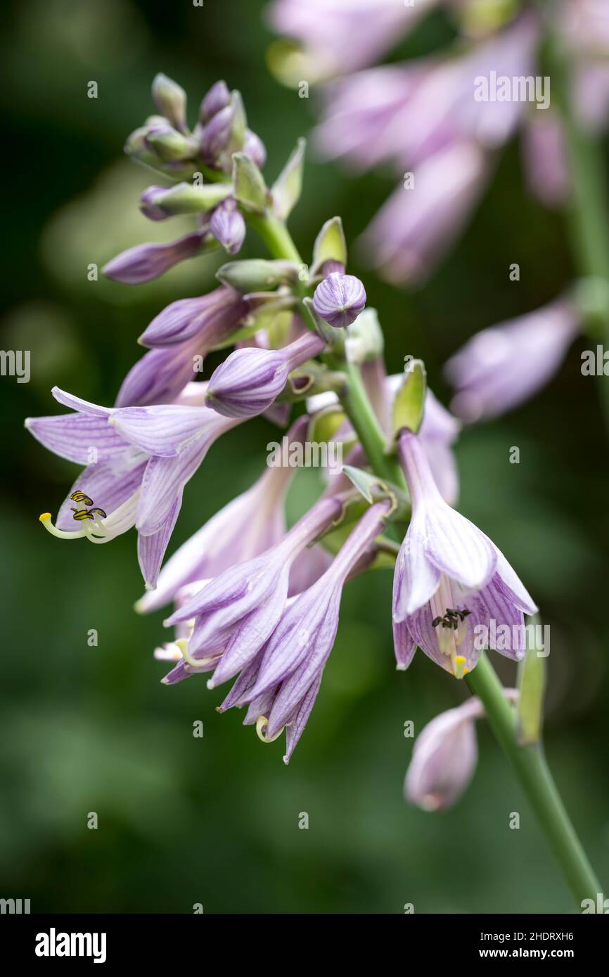 Bud hosta hi-res stock photography and images - Alamy