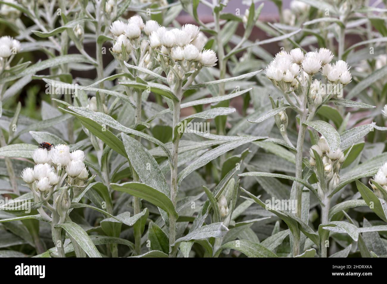 Pearly everlasting plants hi-res stock photography and images - Alamy